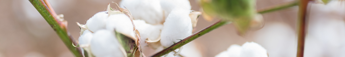 Cotton Industry Collaborates to Receive USDA Grant for U.S. Cotton ...