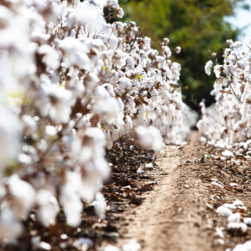 3 Ways Cotton is Committed to a Sustainable Future | CottonWorks™
