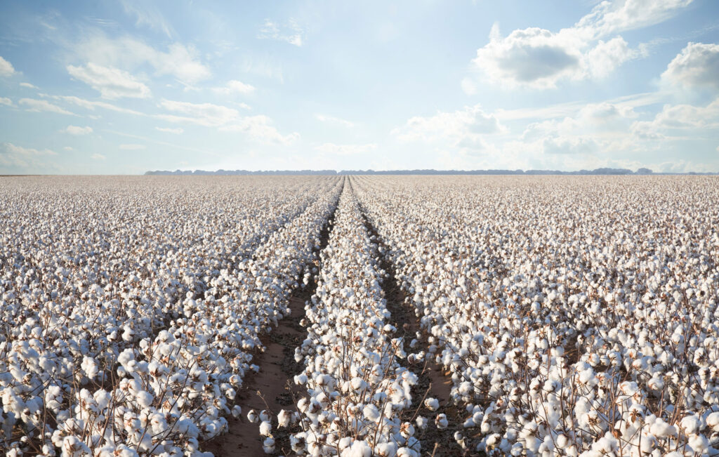 Cotton: A Sustainable Fashion Textile | CottonWorks™