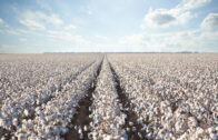 Cotton: A Sustainable Fashion Textile | CottonWorks™