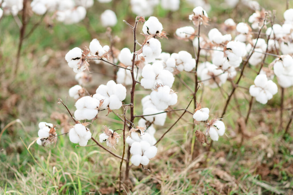 Regenerative Agriculture | CottonWorks™