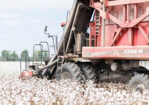 Cotton Fiber Growth, Harvesting & Ginning | CottonWorks™