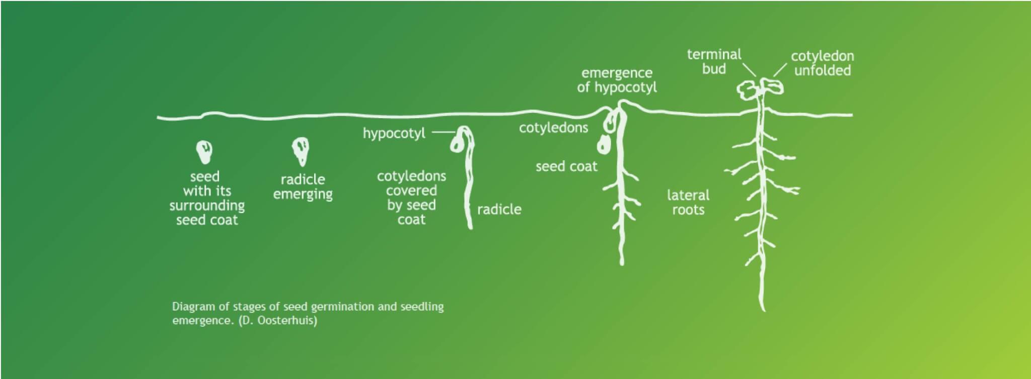 Cotton Fiber Growth, Harvesting & Ginning | CottonWorks™