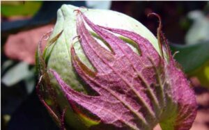 Cotton Fiber Growth, Harvesting & Ginning | CottonWorks™