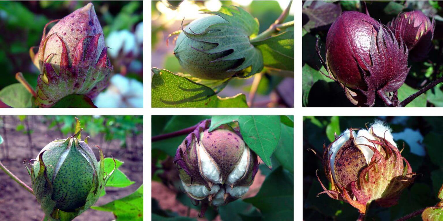 Cotton Fiber Growth, Harvesting & Ginning | CottonWorks™