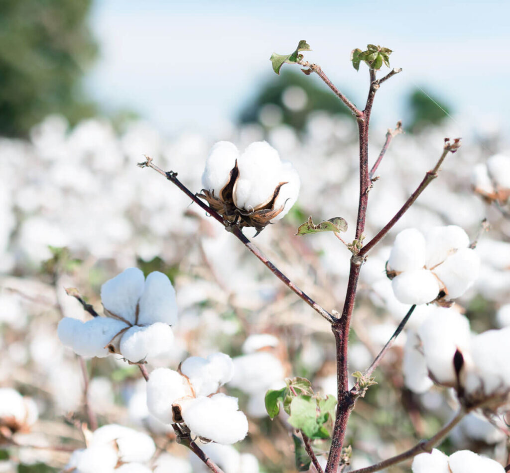 Marketing | CottonWorks™ CottonWorks™ – Marketing for Retail Success