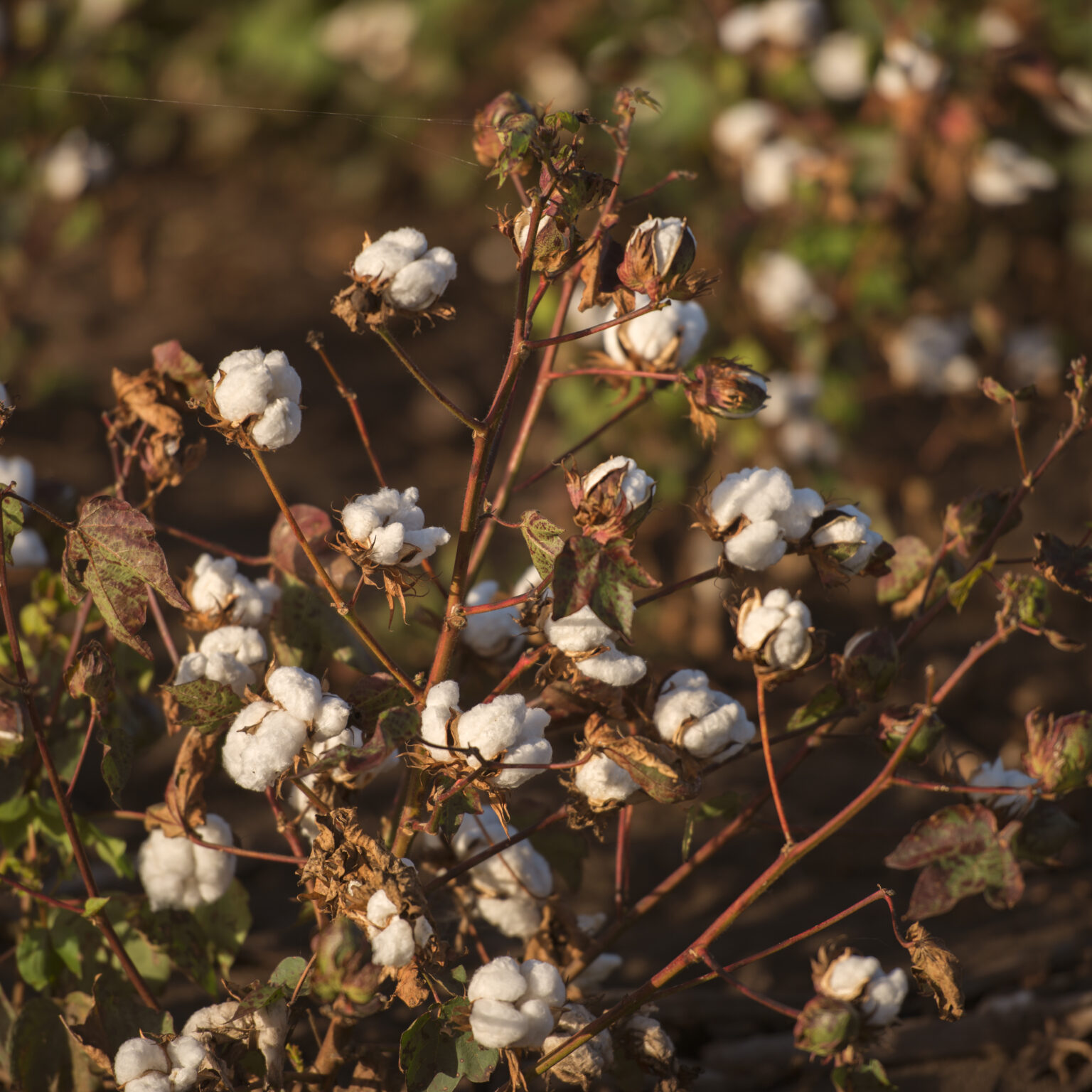 Cotton Flex Fabrics | CottonWorks™